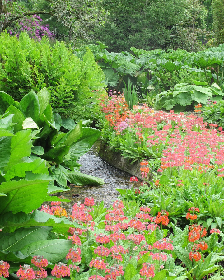 Bog Garden | Forde Abbey